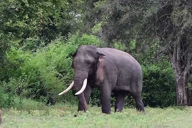Sri Lanka’s largest living tusker ‘Kavantissa’ facing serious threat to ...